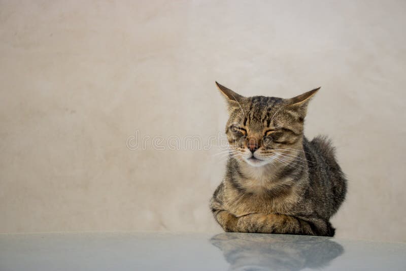 A small cat rests stock image. Image of kitty, dormire - 147992191