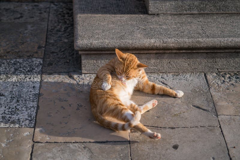 A small cat on the road stock photo. Image of domestic - 174219074