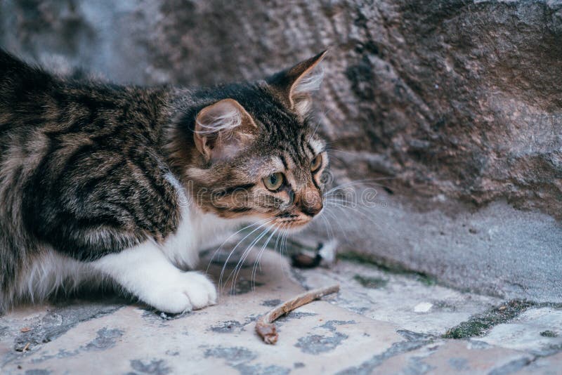 A small cat on the road stock image. Image of mammal - 174219117