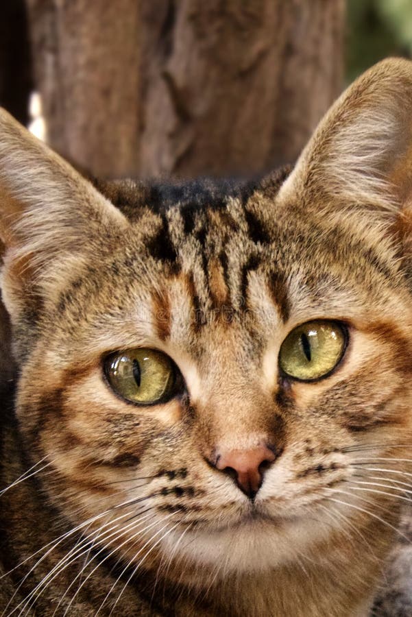 A small cat watches stock photo. Image of affectionate - 359246822