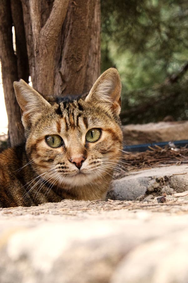 A small cat watches stock photo. Image of kitten, pets - 360780324