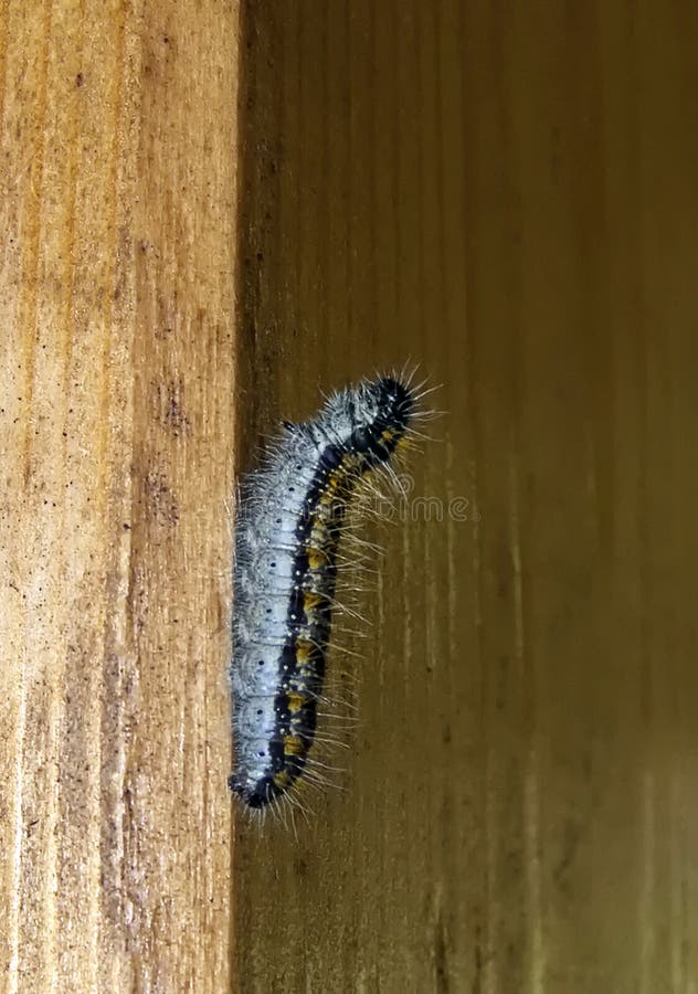 Small caterpillar stock photo. Image of wildlife, nature - 71499148