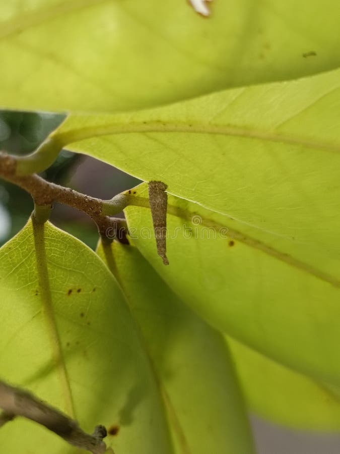 Small Caterpillar with Cone House Stock Image - Image of insect, plant ...