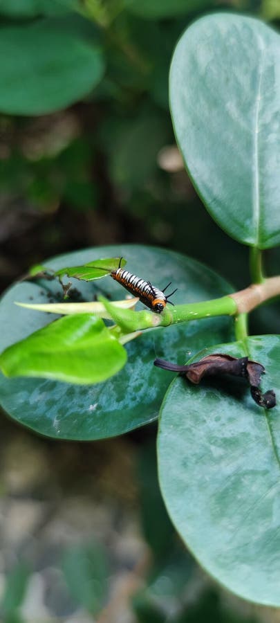 Small Caterpillar on a Dollar Leaf Tree Stock Photo - Image of yellow ...