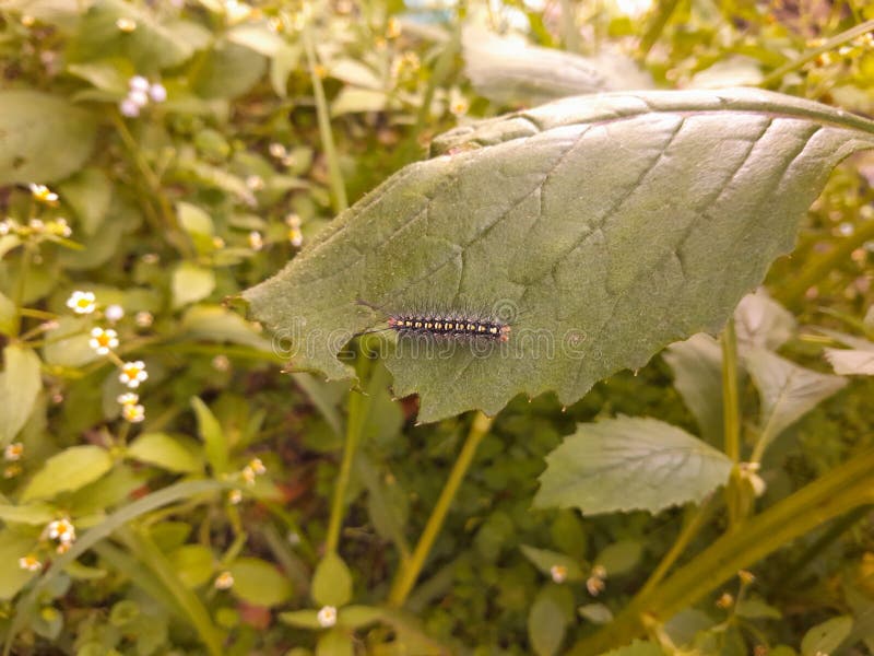 A Small Caterpillar is Eating Green Leaves Stock Image - Image of leaf ...
