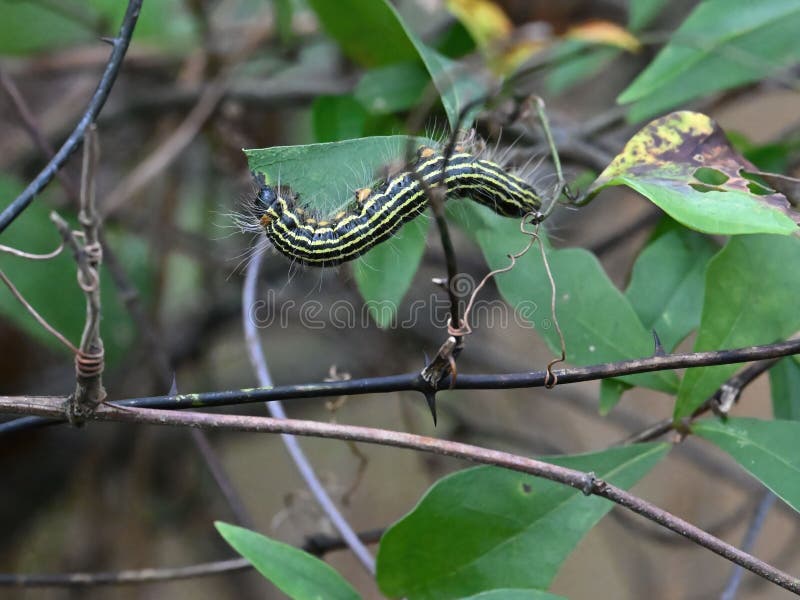 Small Caterpillar on a Green Leaf Stock Photo - Image of summer ...