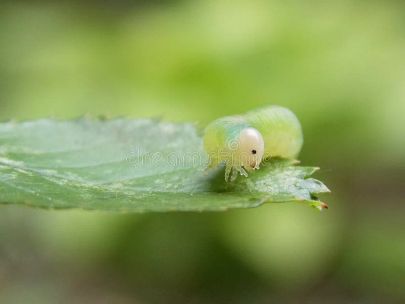 Caterpillar stock image. Image of invertebrate, plant - 100136523