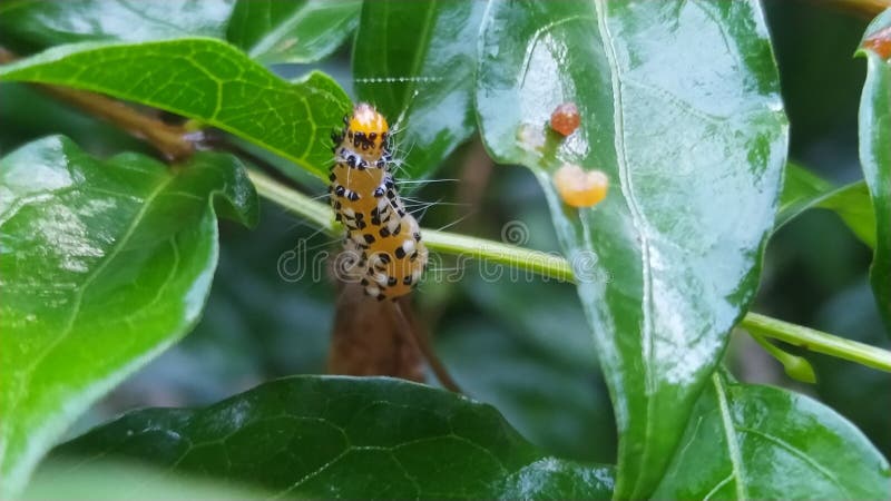 Small Caterpillar in the Trees Stock Image - Image of small, backgrond ...