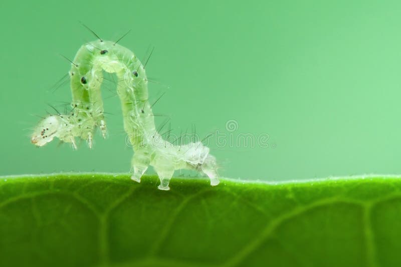 Small Caterpillar Walking on the Leaf Stock Image - Image of small ...