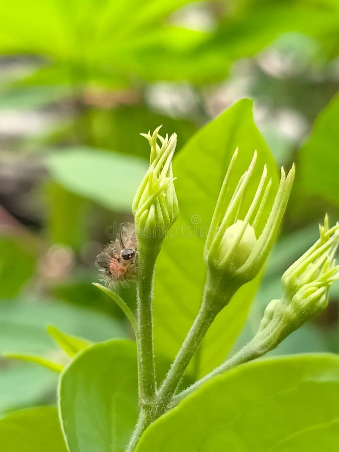 Small Caterpillars are Looking for Leaves To Eat. Stock Image - Image ...