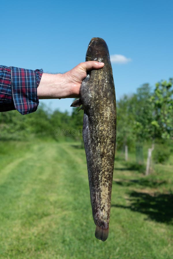 Small Catfish Caught while Fishing Stock Photo - Image of time, humane ...