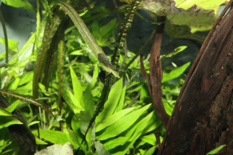 189 Channel Catfish Stock Photos - Free & Royalty-Free Stock Photos ...