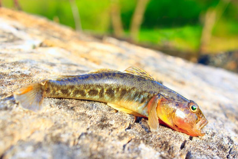 Small Gudgeon Fish Gobio Gobio with Fishing Hook in Mouth, Held in Hand ...