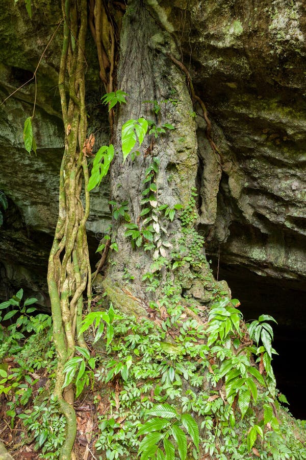 Small cave in rainforest stock photo. Image of adventure - 101835298
