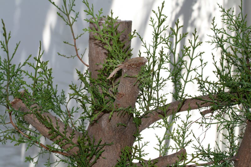Small cedar tree stock image. Image of shoot, shadow - 131669243