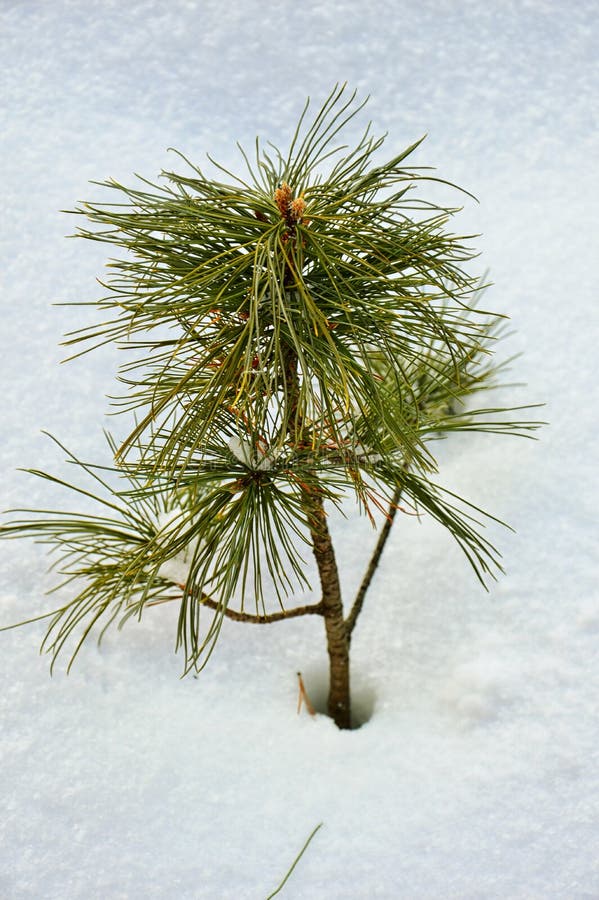 Small Cedar Thuja Occodentalis Stock Photo - Image of green, popular ...