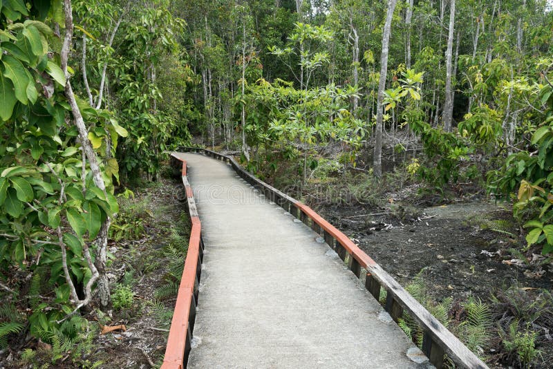Small Cement Bridge Pathway in the Beautiful Forest. Stock Photo ...