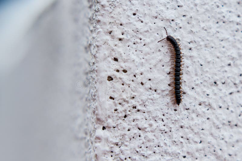 Small centipede stock photo. Image of forest, centipede - 22905314
