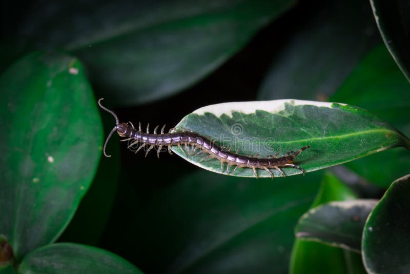 Small Centipede in Green Moss. Spiral Animal, Insects with Many Leg ...