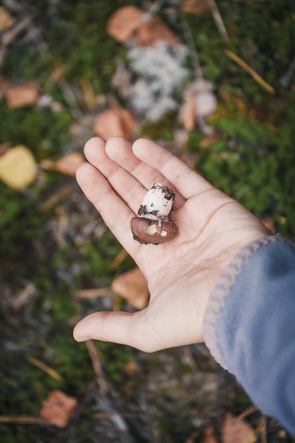 Small Cepe Lies on a Female Hand Stock Photo - Image of green, collect ...