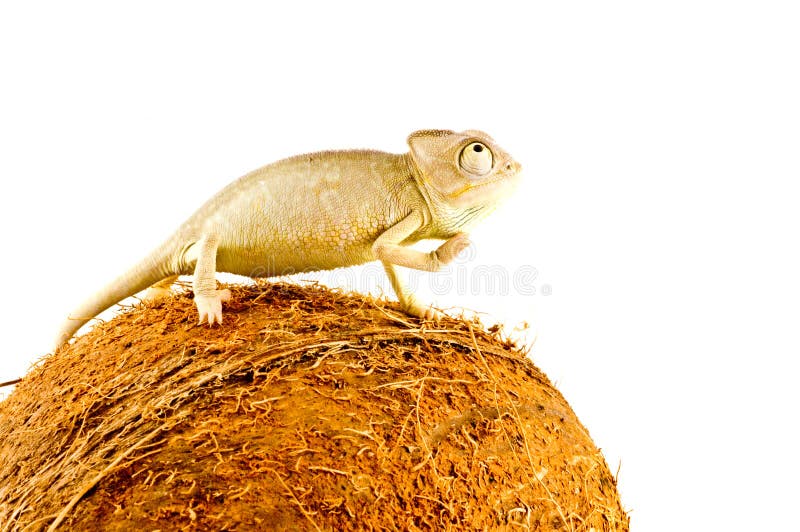 Small Chameleon stock image. Image of chameleon, nature - 8567103