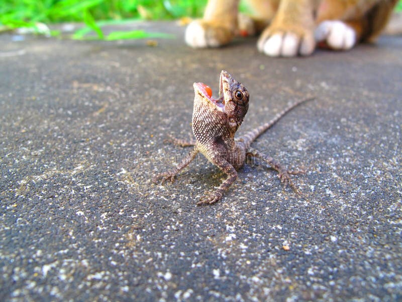 Little chameleon stock photo. Image of branch, tree - 104638324