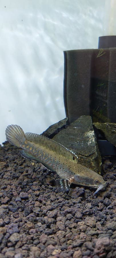 212 Chana Fish Stock Photos - Free & Royalty-Free Stock Photos from ...