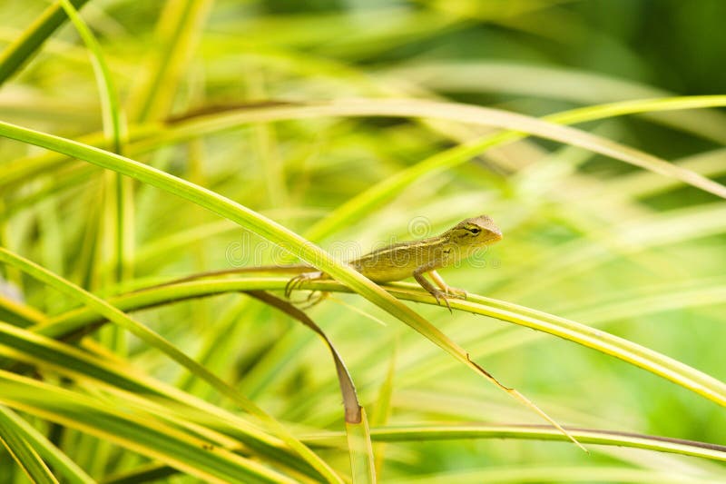Small Changeable Lizard Resting on Green Leaves Stock Photo - Image of ...