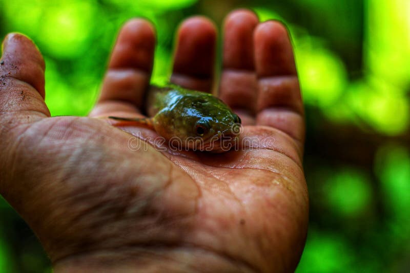 Channa Snakehead Murrel Fish Close Up Side View Stock Image - Image of ...