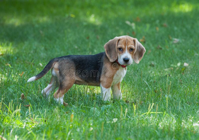 Bigl Dog Stock Photos - Free & Royalty-Free Stock Photos from Dreamstime