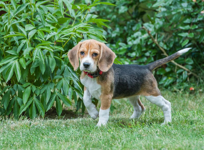 Bigl Dog Photos - Free & Royalty-Free Stock Photos from Dreamstime