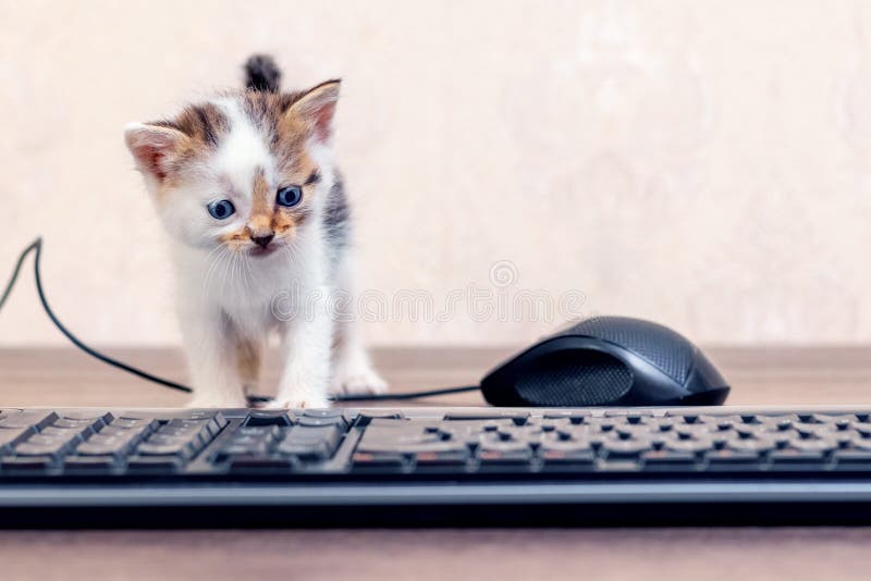 Small Charming Kitten in the Office Near the Computer Mouse and ...