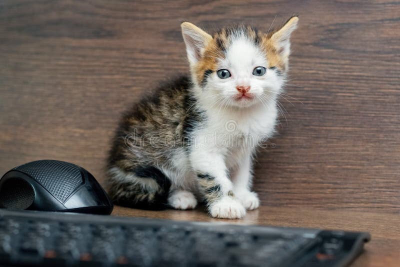 Small Charming Kitten in the Office Near the Computer Mouse and ...