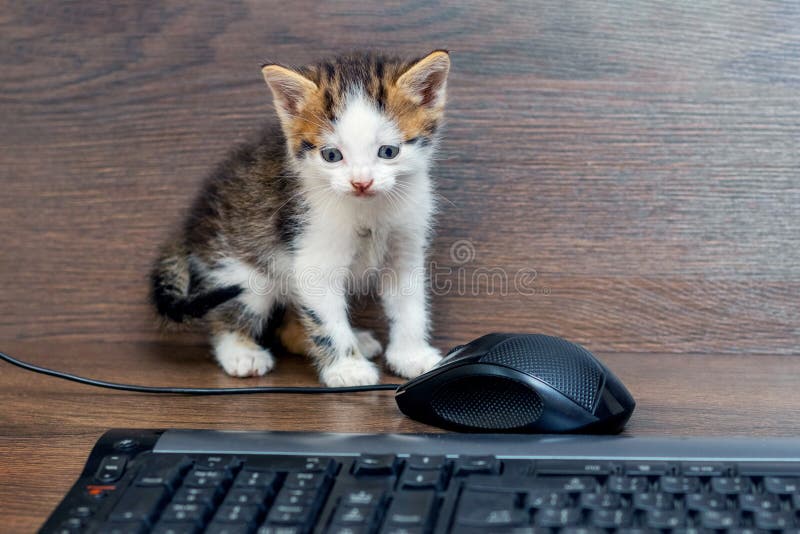 Small Charming Kitten in the Office Near the Computer Mouse and ...