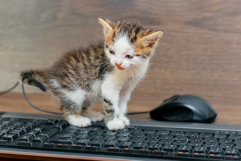 Small Charming Kitten in the Office Near the Computer Mouse and ...