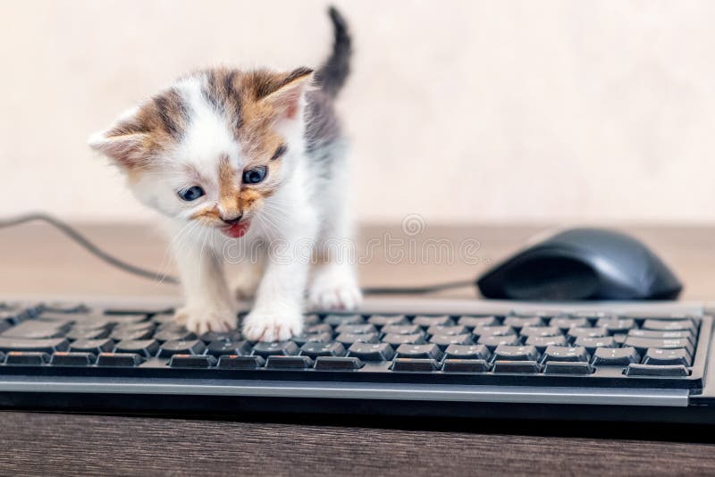 Small Charming Kitten in the Office Near the Computer Mouse and ...