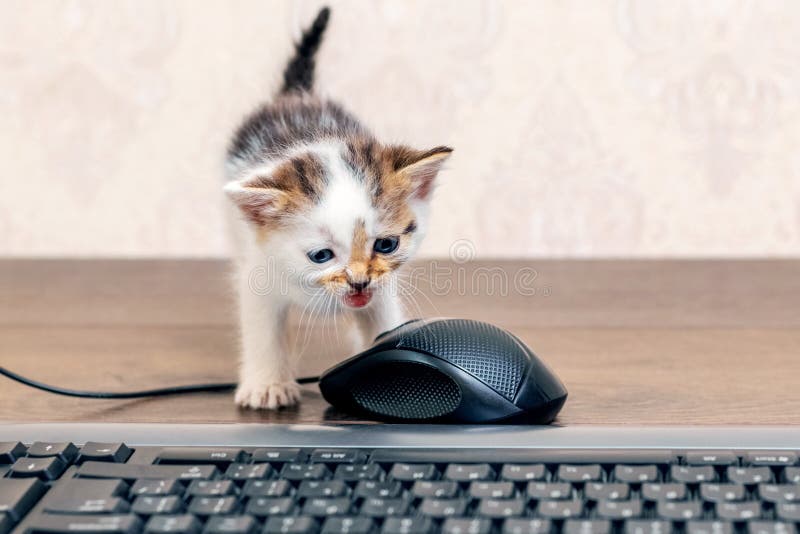 Small Charming Kitten in the Office Near the Computer Mouse and ...