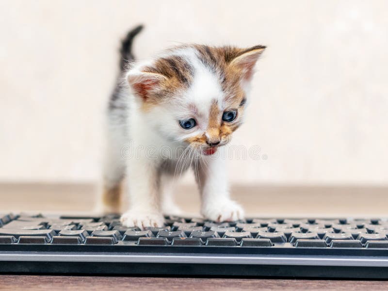 Small Charming Kitten in the Office Near Keyboard. the Kitten is ...