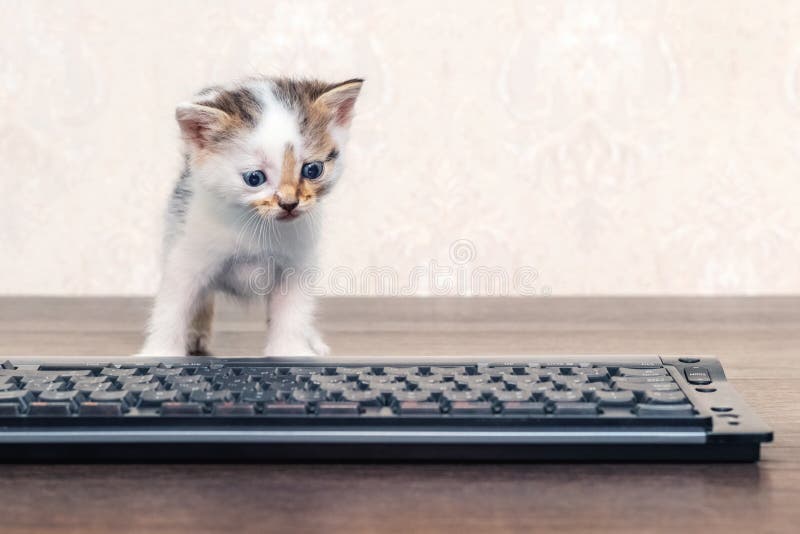 Small Charming Kitten in the Office Near Keyboard. the Kitten is ...