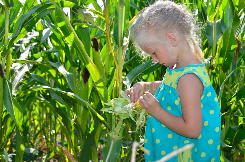 A Small, Cheerful Girl among High, Green Corn Stock Photo - Image of ...