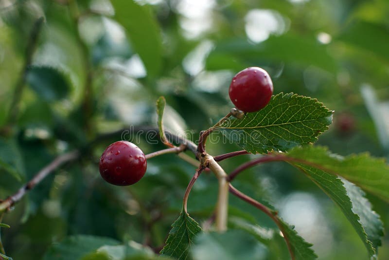 Small Cherries are Ripe in the Summer on the Tree Stock Image - Image ...