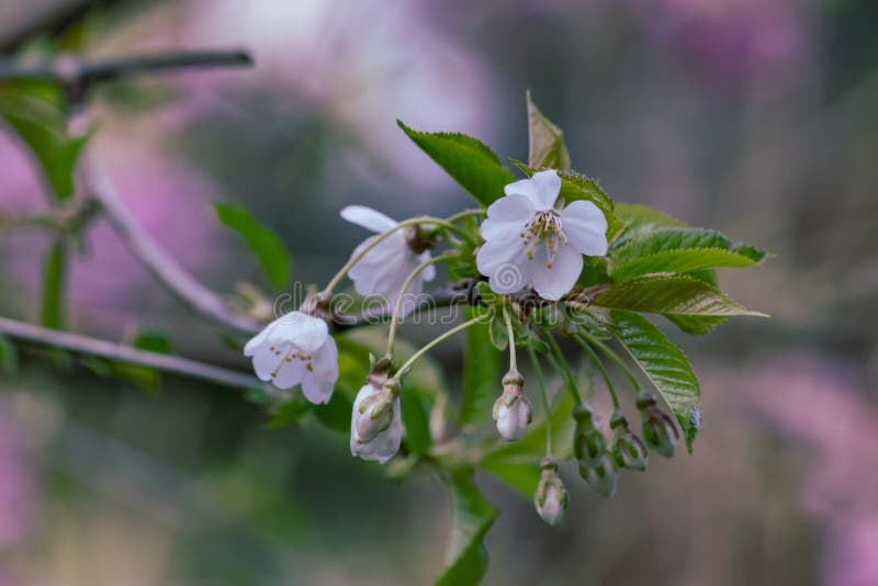 Small Cherry Blossoms with Pink Background Stock Image - Image of ...
