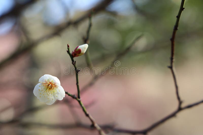 Small Cherry Bossom Flower on the Branch of a Tree Stock Image - Image ...