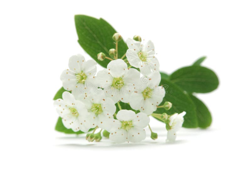 Small Cherry Flower in Bloom Closeup on White Background Stock Image ...