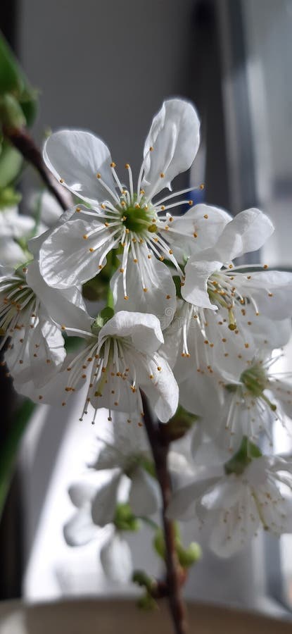 Small cherry flowers. stock photo. Image of cherry, close - 314612592