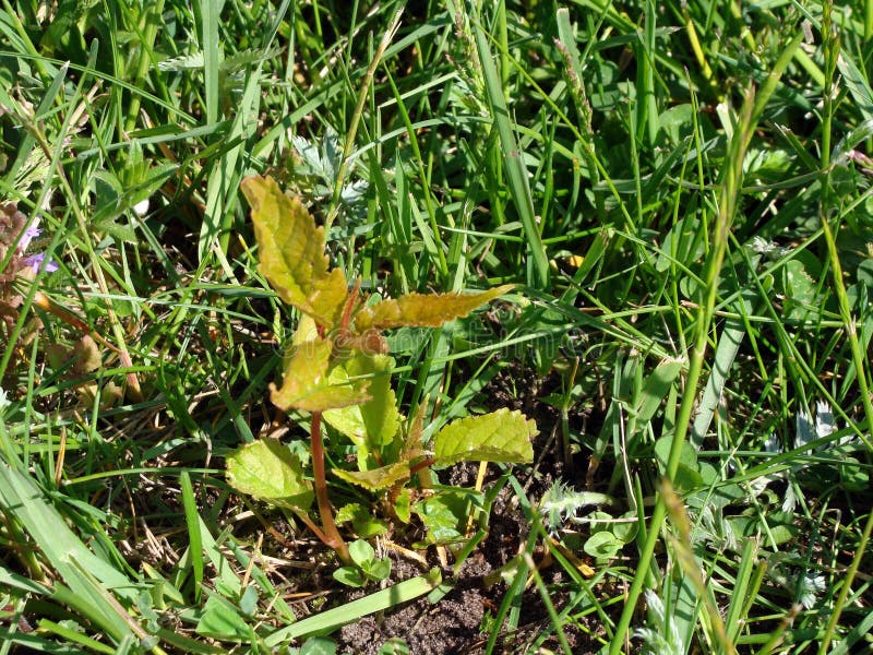 Cherry seedling stock image. Image of dice, grow, seed - 167957387