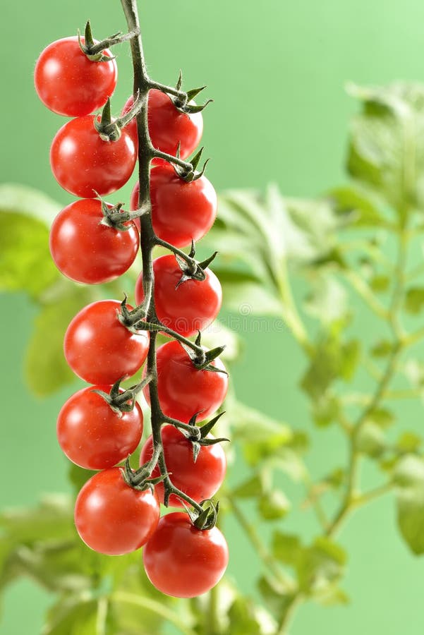 Small cherry Tomatoes stock image. Image of fruits, healthy - 35964717