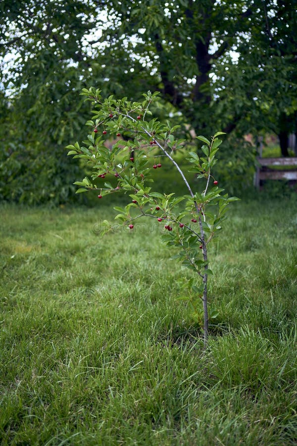 315 Cherry Tree Sapling Stock Photos - Free & Royalty-Free Stock Photos ...
