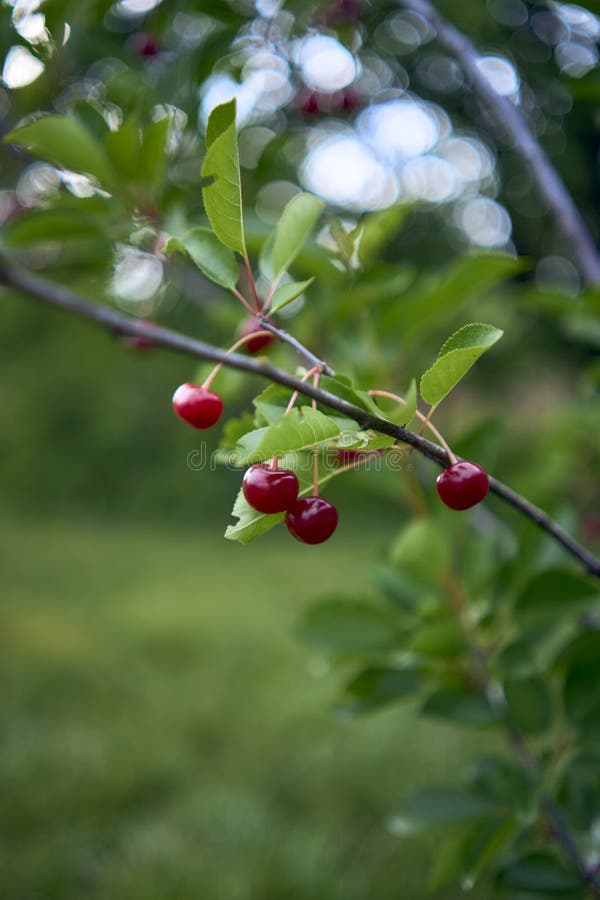 A Small Cherry Tree with Ripe Berries Stock Photo - Image of botanical ...
