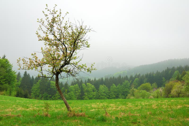 Small Cherry Tree stock photo. Image of cold, bloom, flower - 30044388